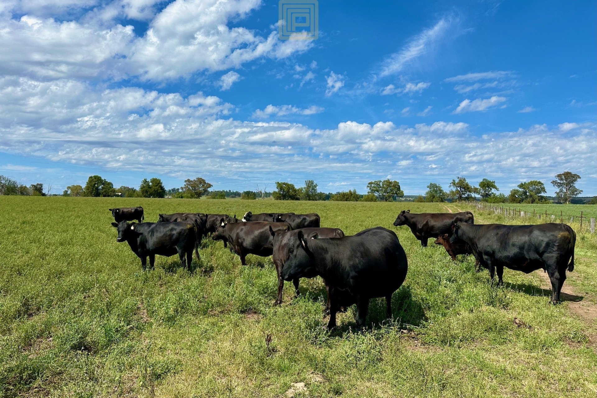 Grazing For Sale - 3953 Warrumbungles Way, Binnaway